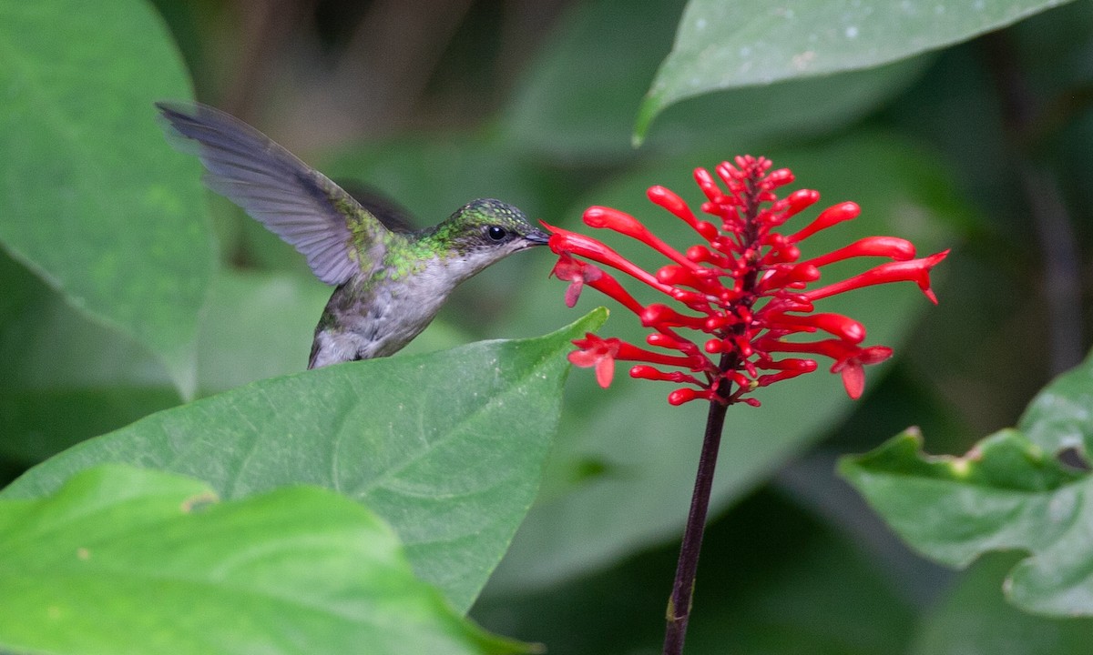 eBird Checklist - 21 Jul 2007 - Bosque Estatal de Maricao - 18 species