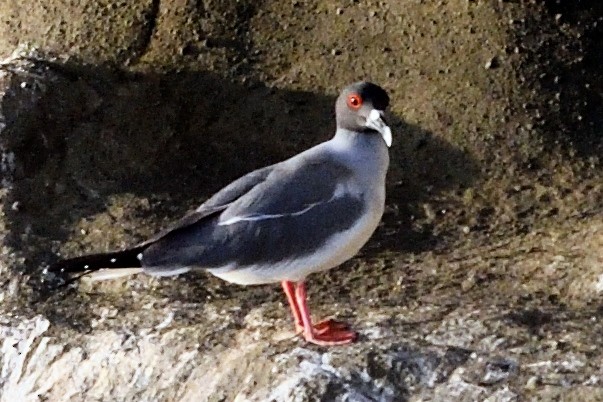 eBird Checklist - 22 Jun 2019 - Daphne Major - 12 species (+1 other taxa)