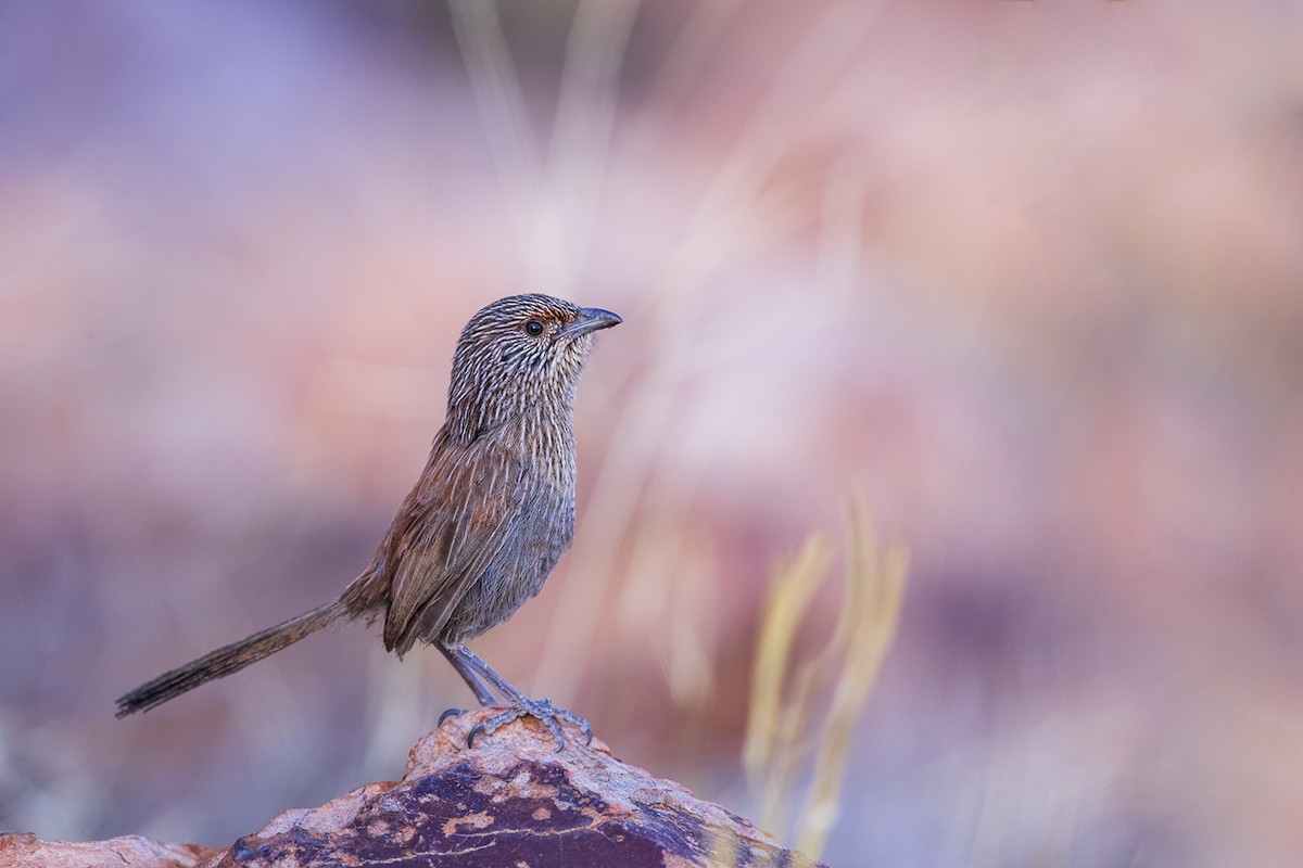 eBird Checklist - 26 Jul 2019 - Mount Isa city area - 23 species