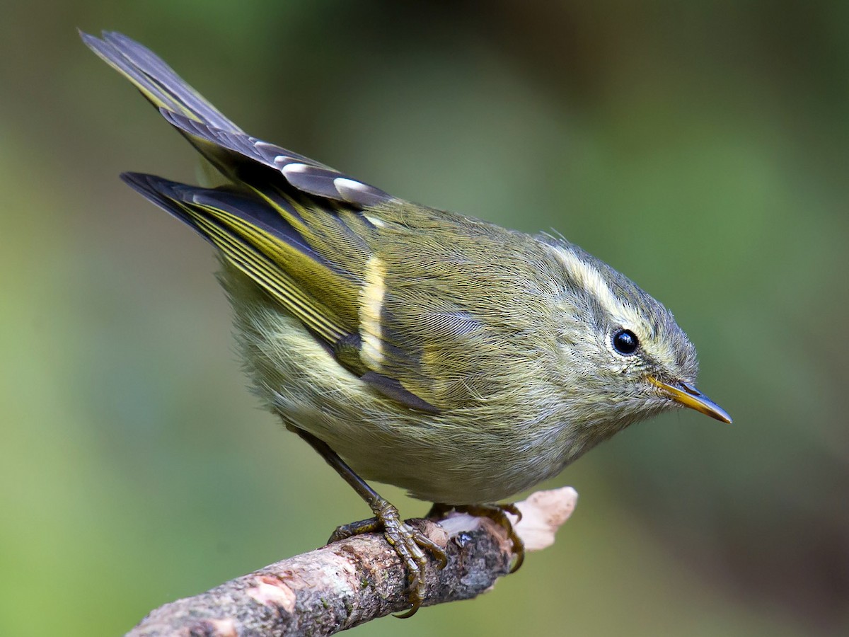 Buff-barred Warbler - Phylloscopus pulcher - Birds of the World