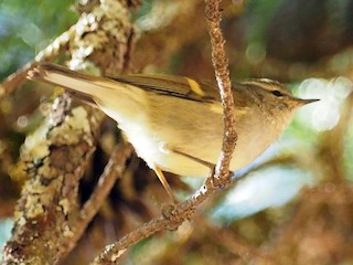 Buff-barred Warbler - eBird