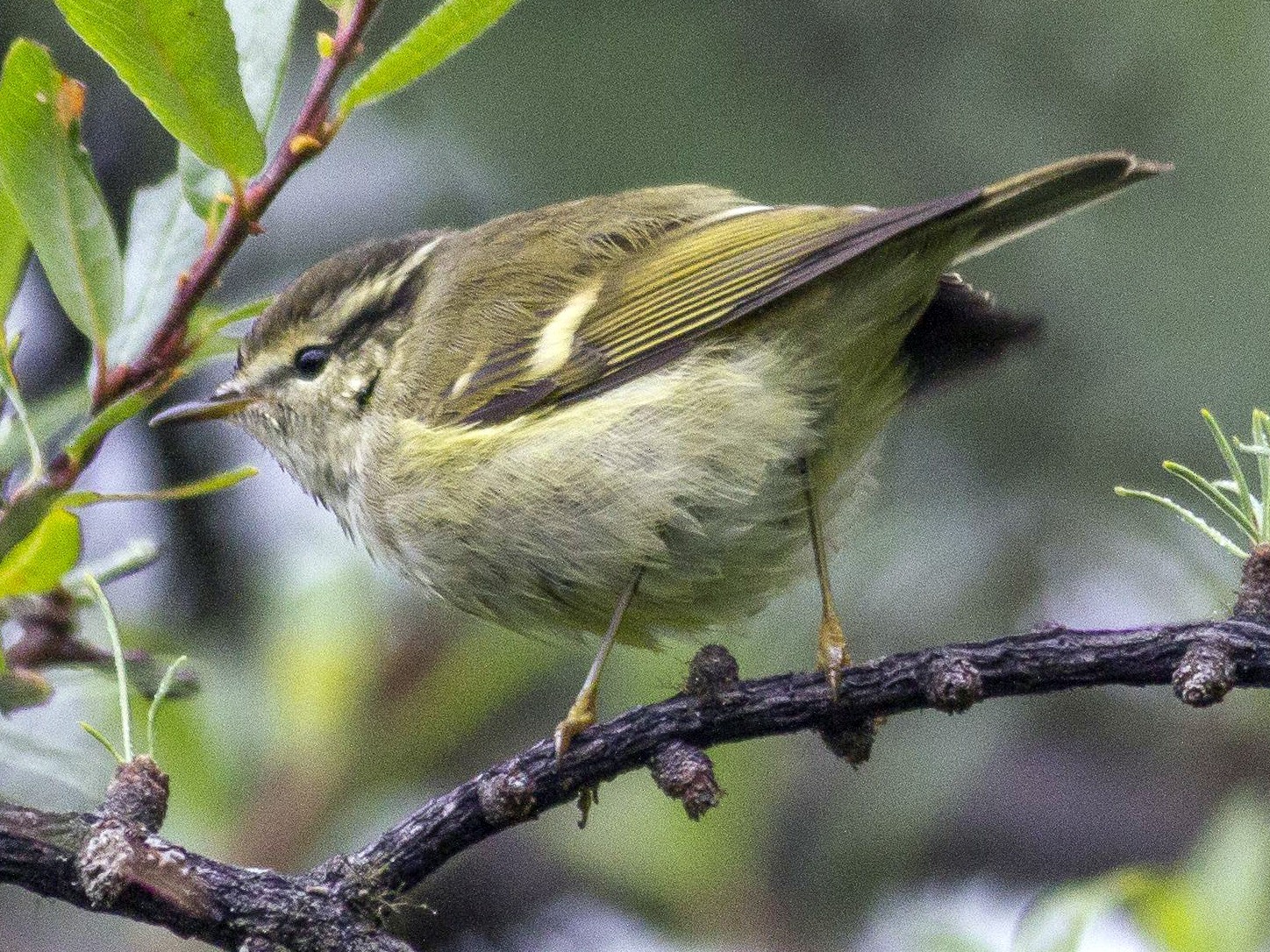 Buff-barred Warbler - eBird