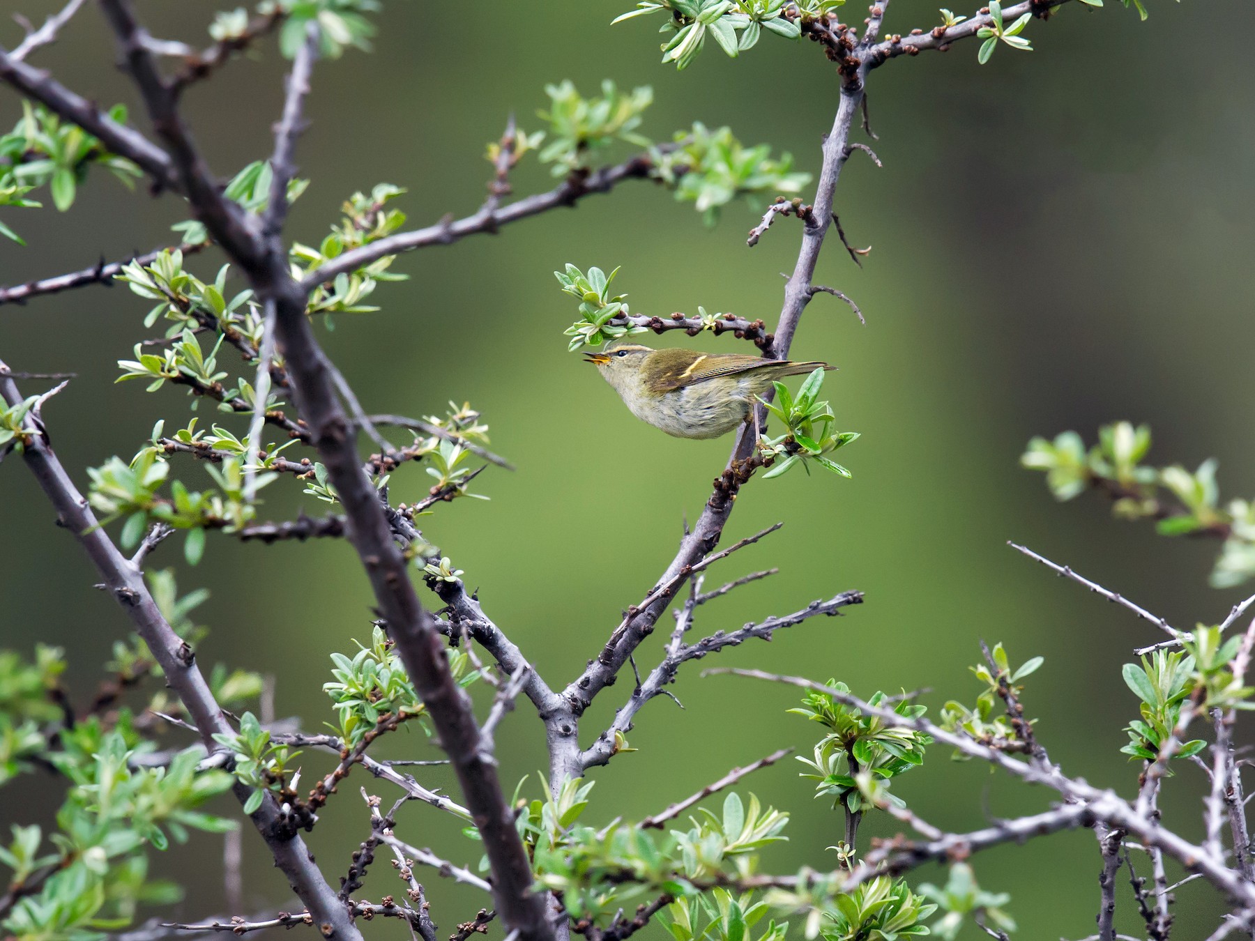 Buff-barred Warbler - eBird