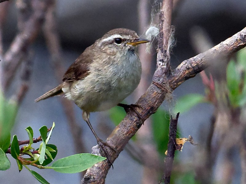 Smoky Warbler