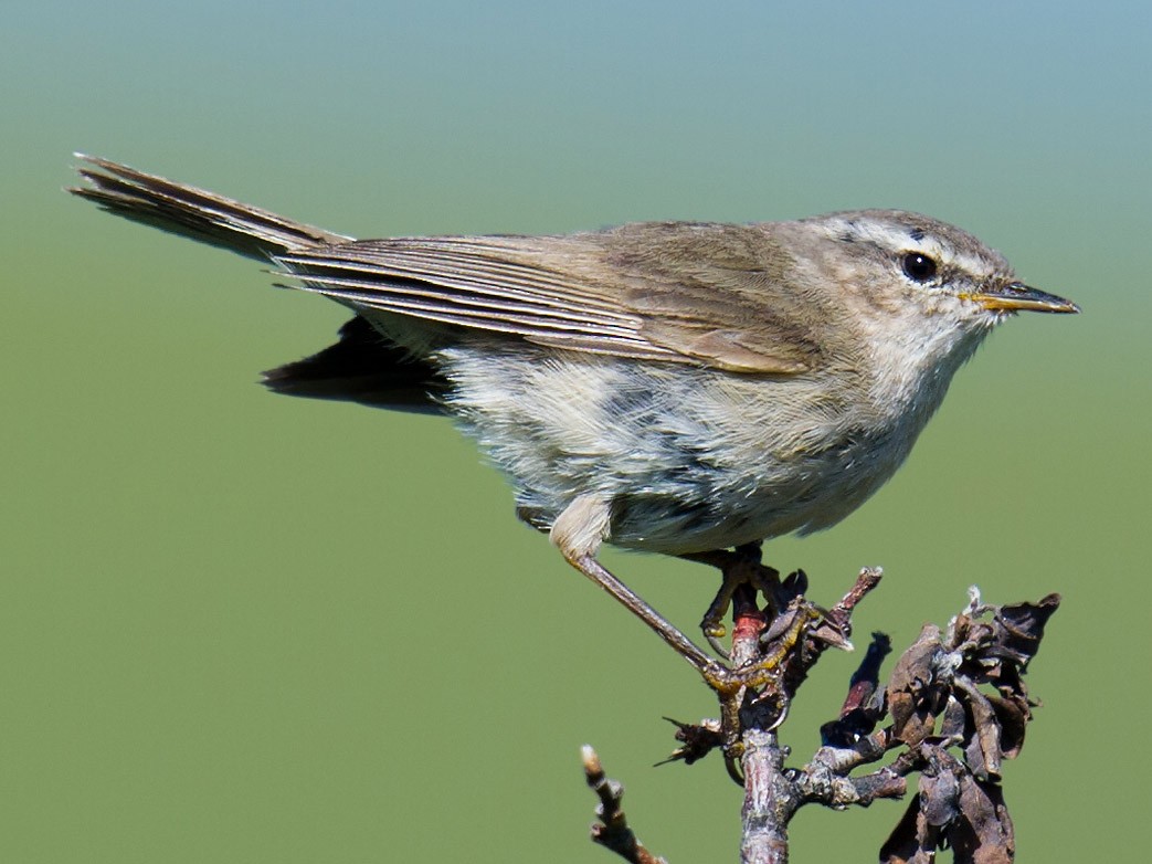 Smoky Warbler - eBird