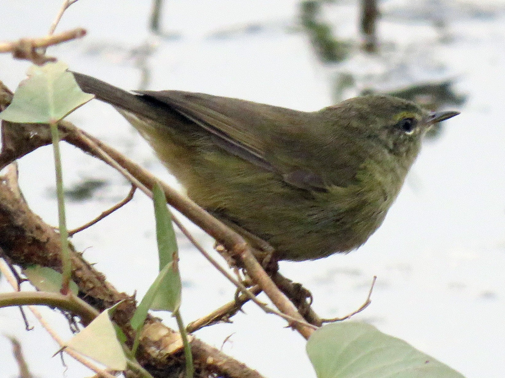 Smoky Warbler - eBird