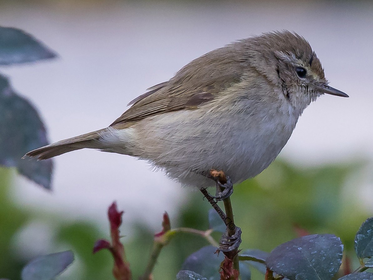 Plain Leaf Warbler - Phylloscopus neglectus - Birds of the World