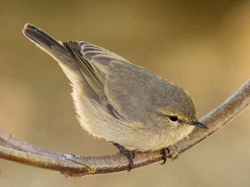 Plain Leaf Warbler - eBird