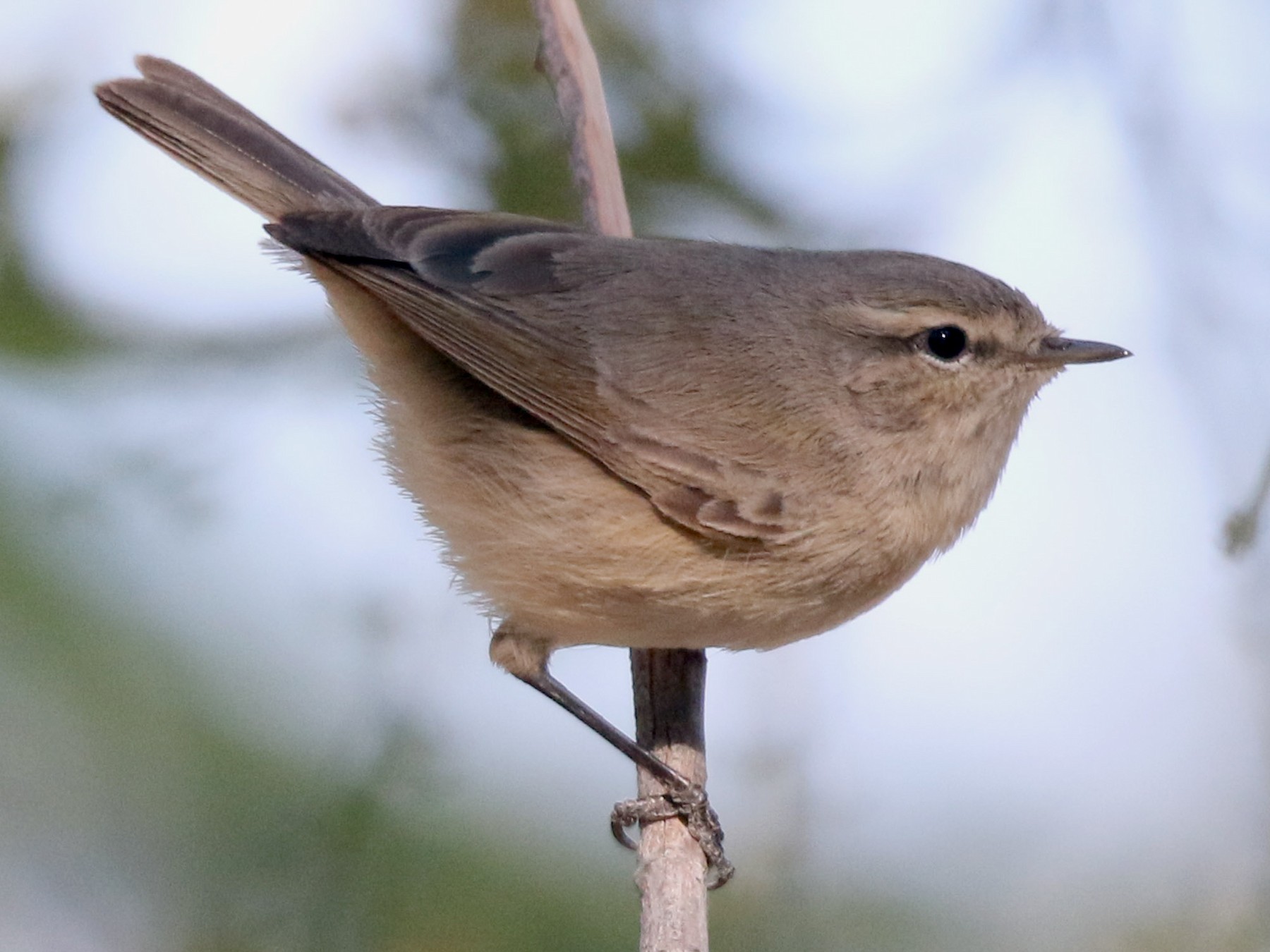 Plain Leaf Warbler - eBird