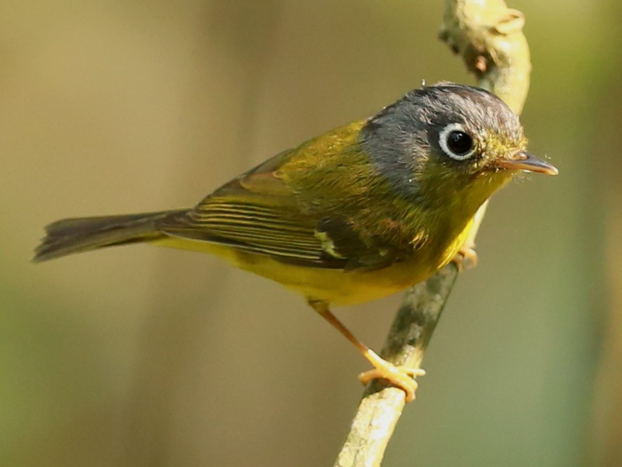 White-spectacled Warbler - eBird