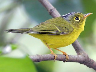 White-spectacled Warbler - eBird