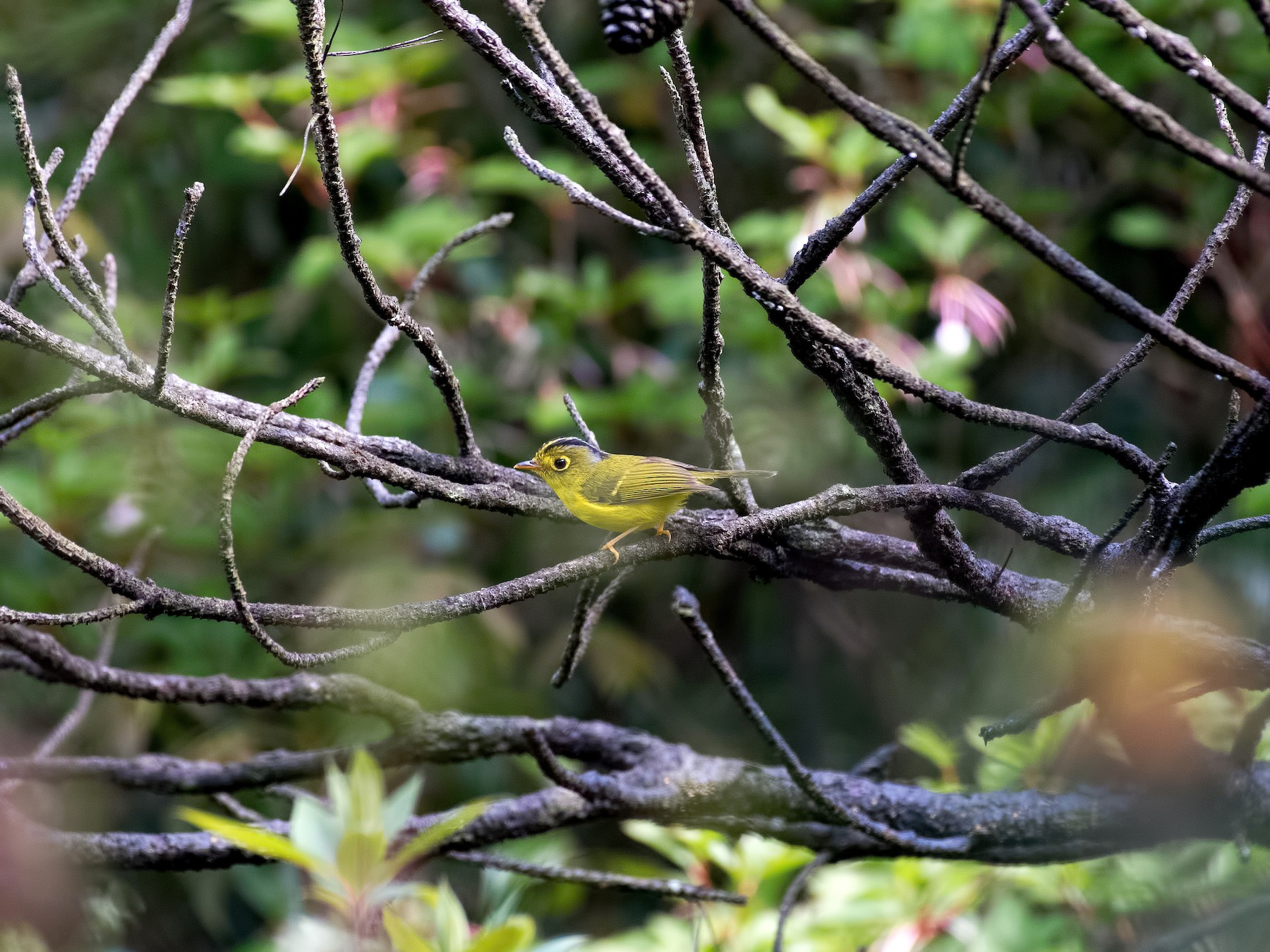 White-spectacled Warbler - eBird