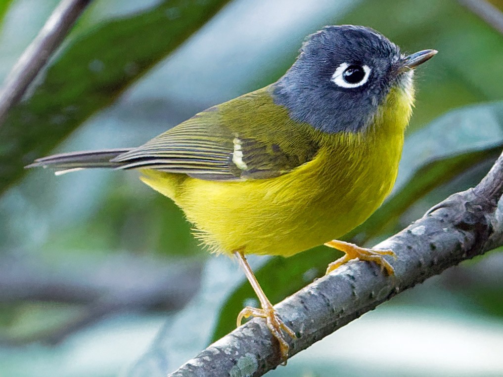 Gray-cheeked Warbler - Phylloscopus poliogenys - Birds of the World