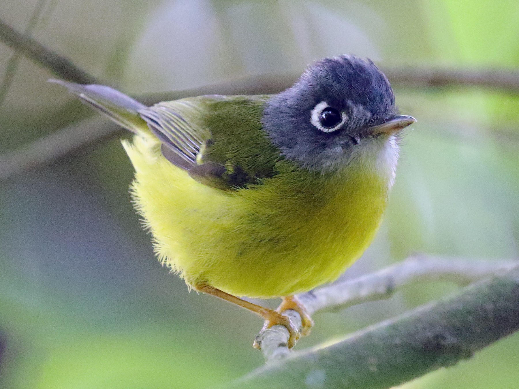 Gray-cheeked Warbler - eBird
