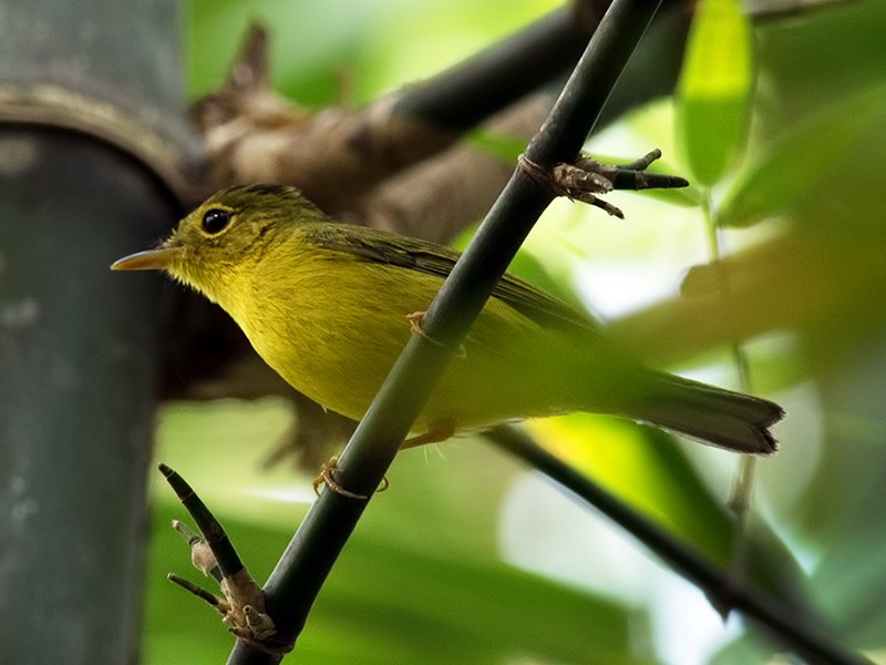 Green-crowned Warbler - eBird