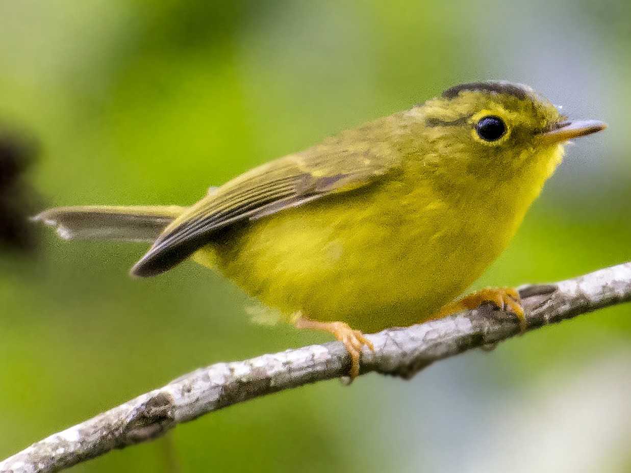 Green-crowned Warbler - eBird