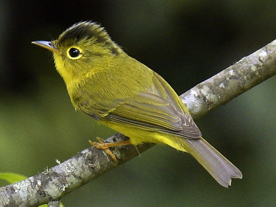 Green-crowned Warbler - eBird