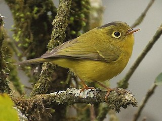 Whistler's Warbler - Phylloscopus whistleri - Birds of the World