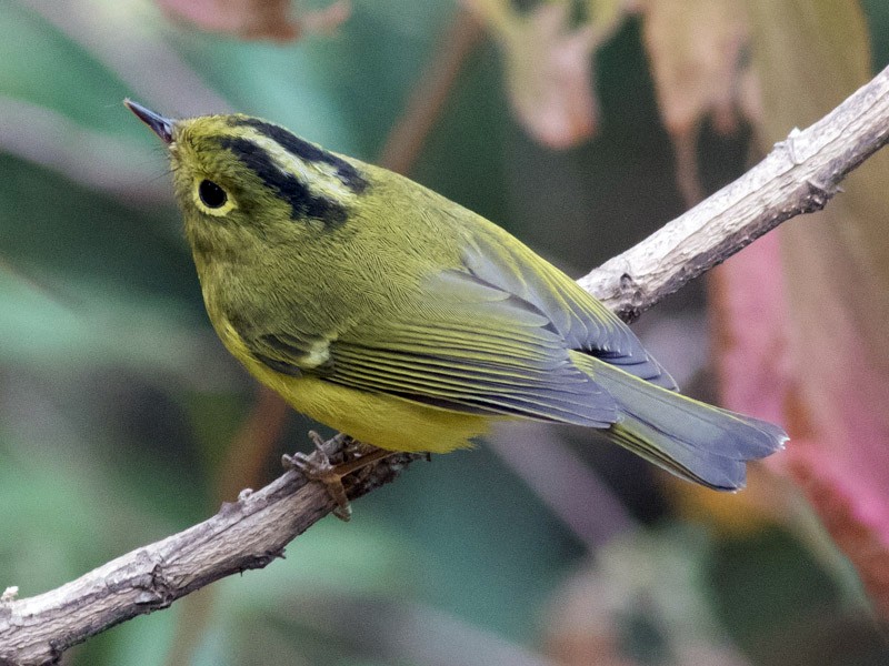 Whistler's Warbler - eBird
