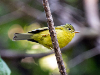 Whistler's Warbler - eBird