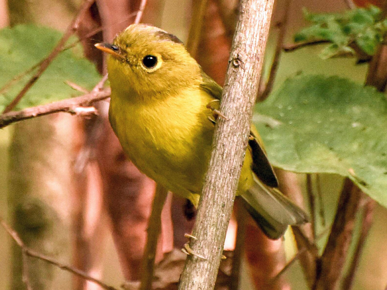 Whistler's Warbler - eBird