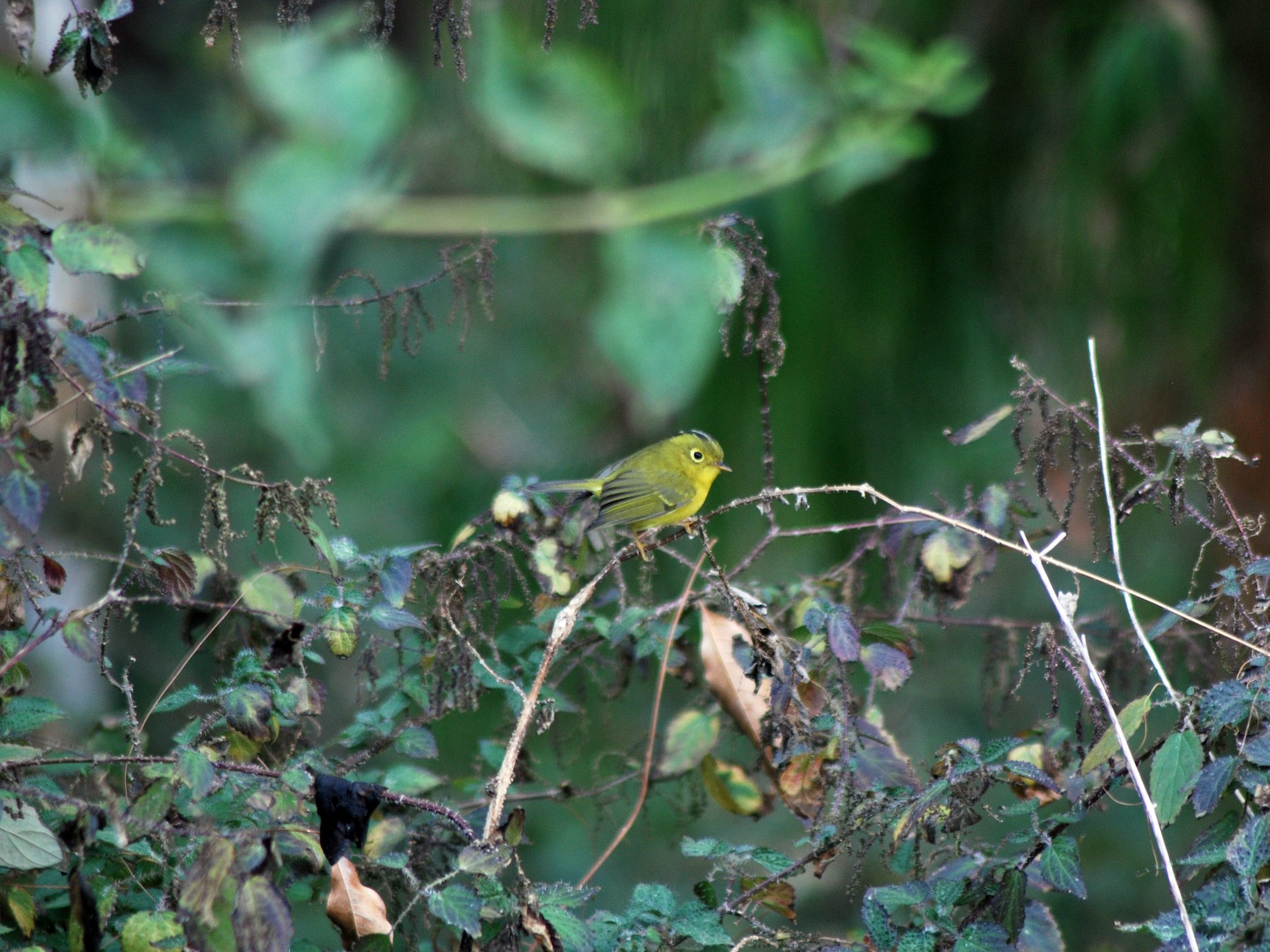 Whistler's Warbler - eBird