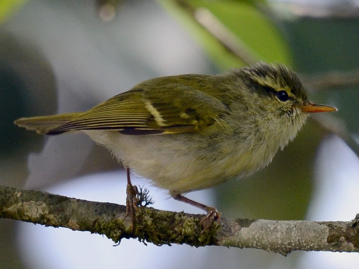 Blyth's Leaf Warbler - eBird