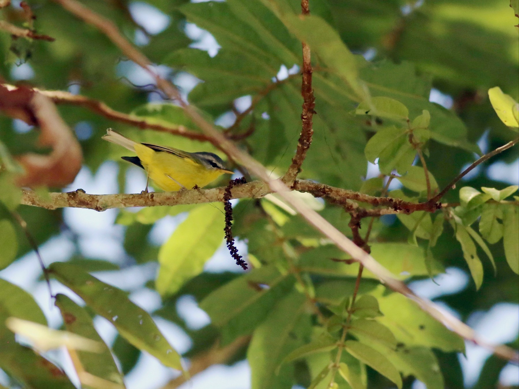 Grey-hooded Warbler - eBird