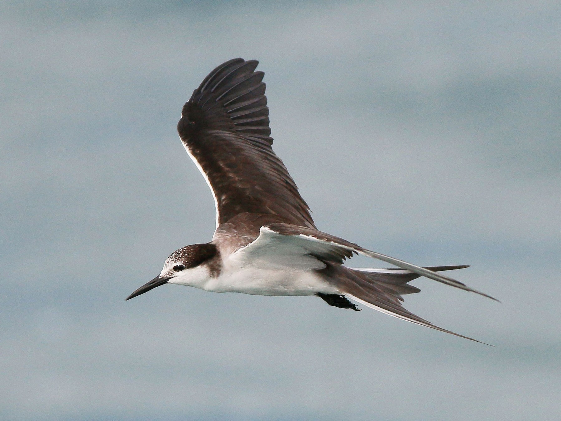 Bridled Tern - eBird