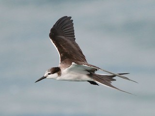 Bridled Tern - eBird