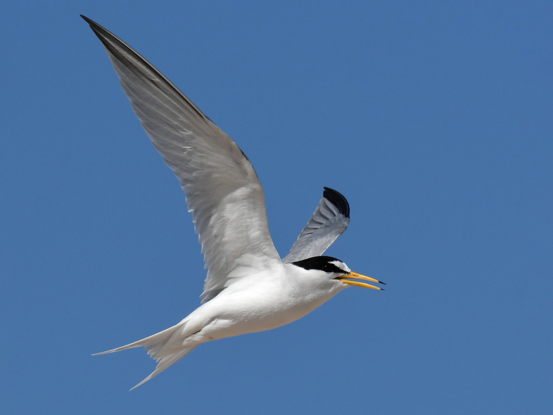 Least Tern - eBird