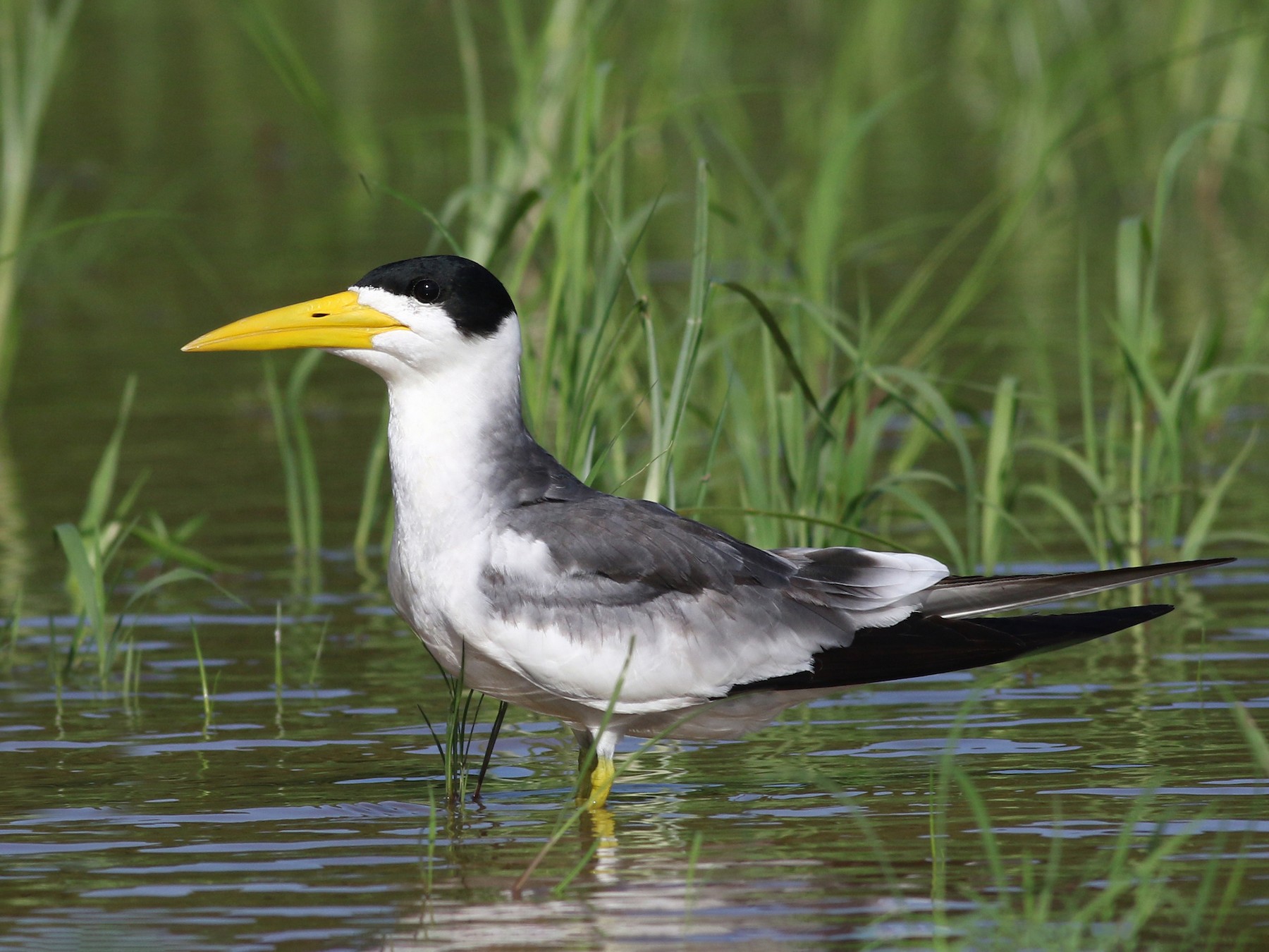Large-billed Tern - eBird