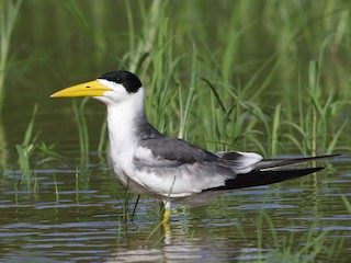 Large-billed Tern - eBird