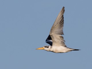 Large-billed Tern - eBird