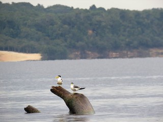 Large-billed Tern - eBird