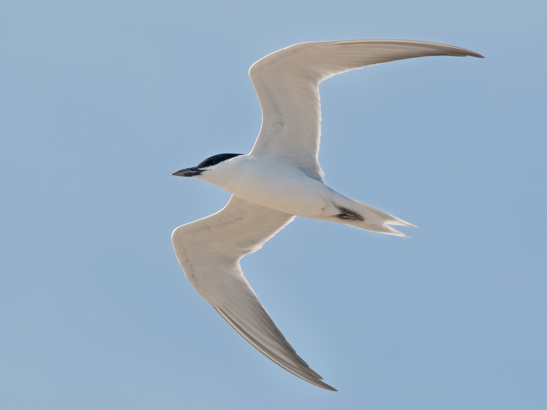 Gull-billed/Australian Tern - eBird