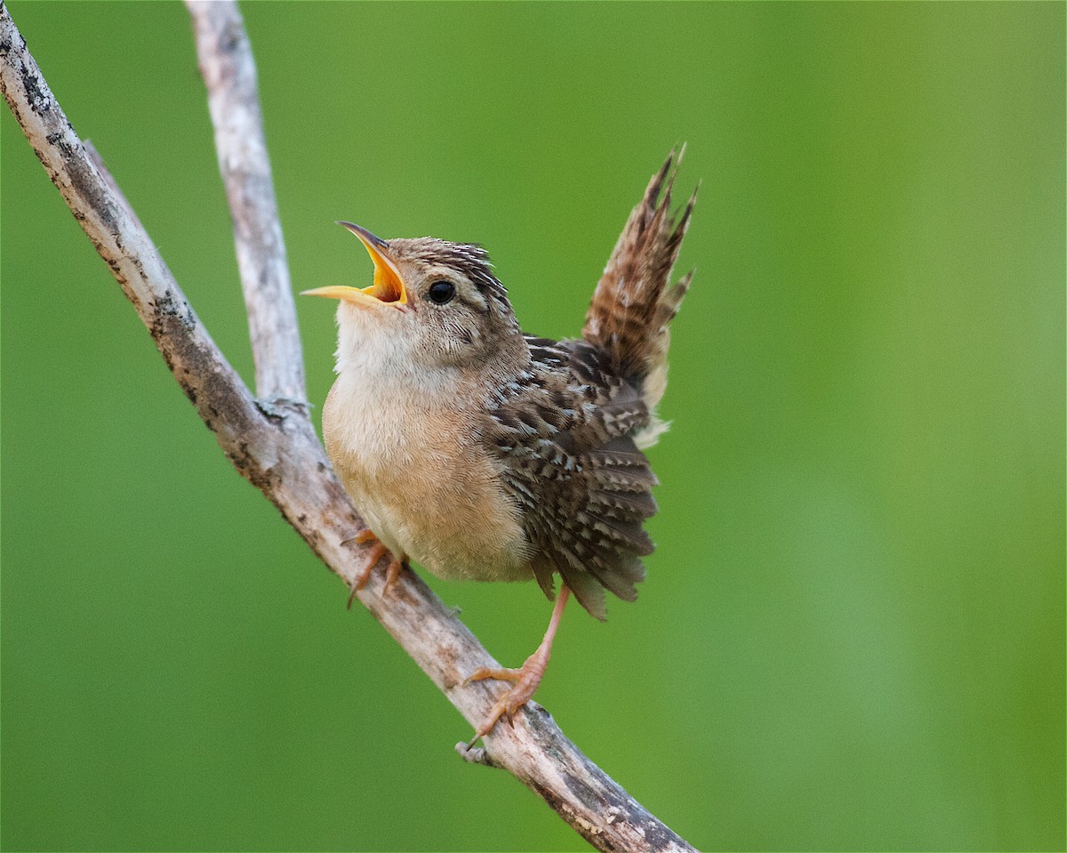 Help us with final map review! - Wisconsin Breeding Bird Atlas