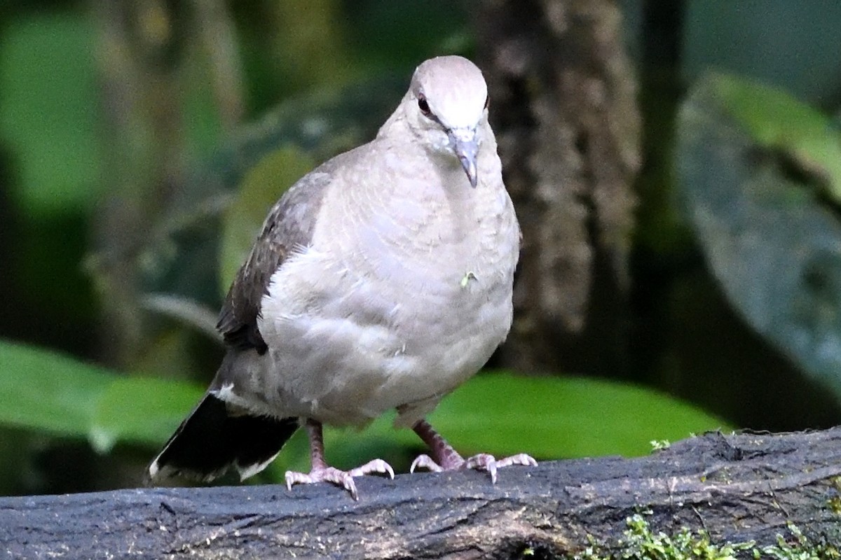 eBird Checklist - 21 Jun 2019 - Los Loros Locos (Gary & Karen's place ...