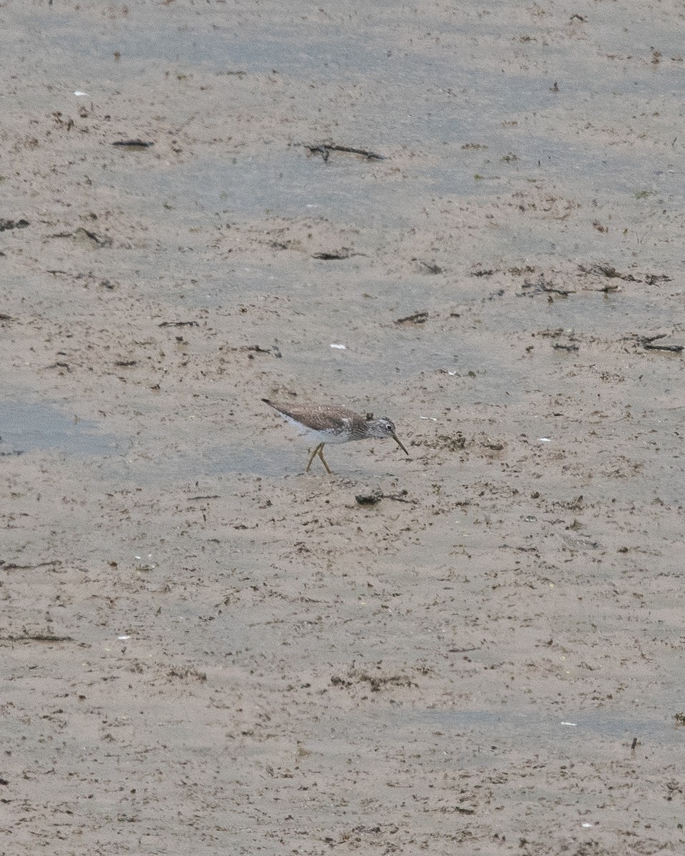 eBird Checklist - 23 Jul 2019 - Brainerd Levee - 38 species