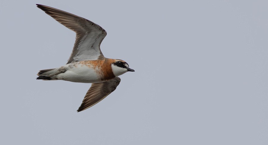 Lesser Sand-Plover (Mongolian) - eBird