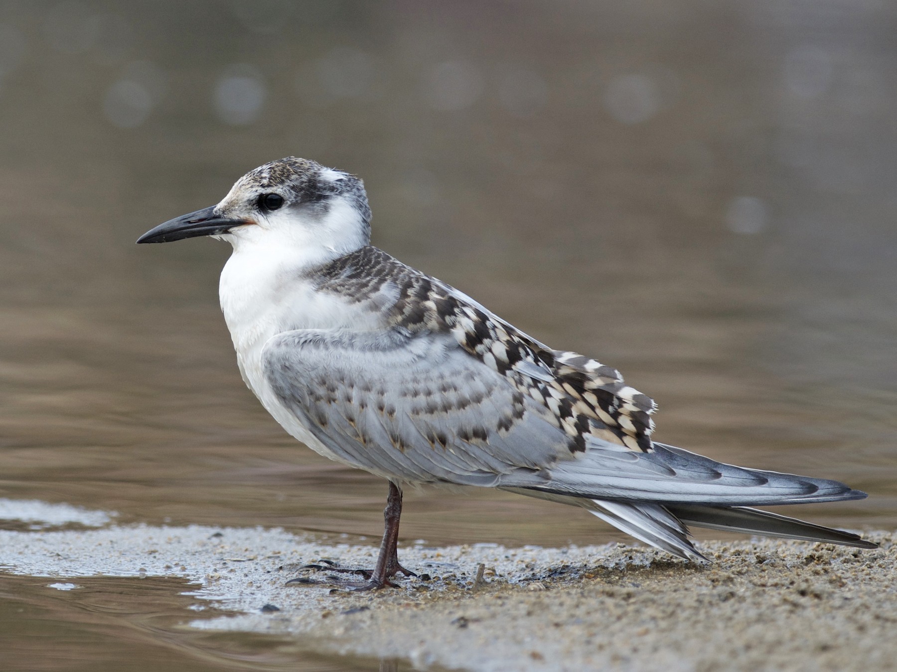 Whiskered Tern - eBird