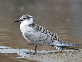 Whiskered Tern - eBird