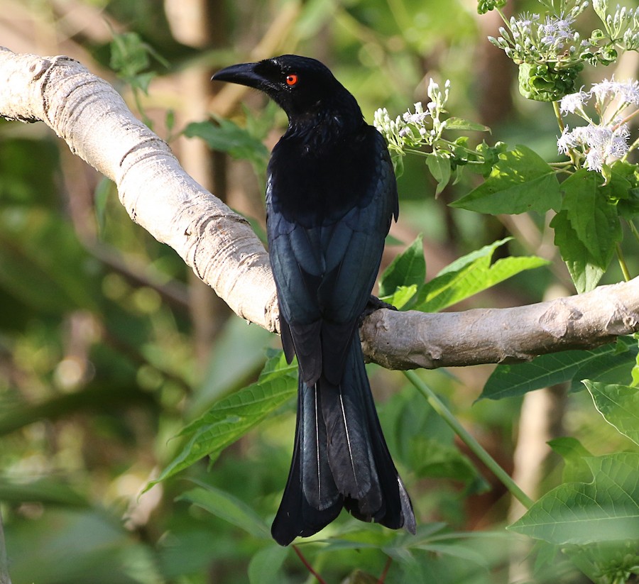 Drongo de Wallacea (megalornis) - eBird