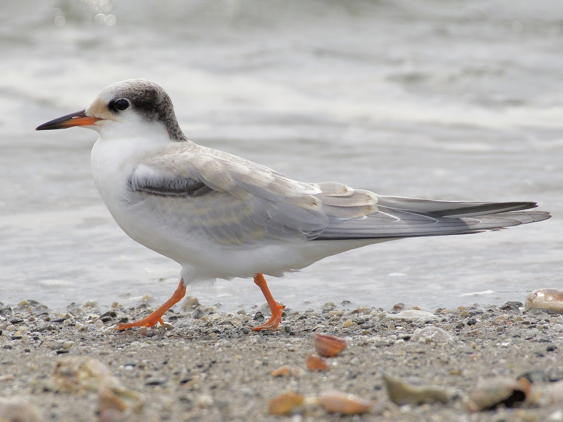 Common Tern - eBird