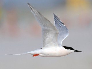 Roseate Tern - eBird
