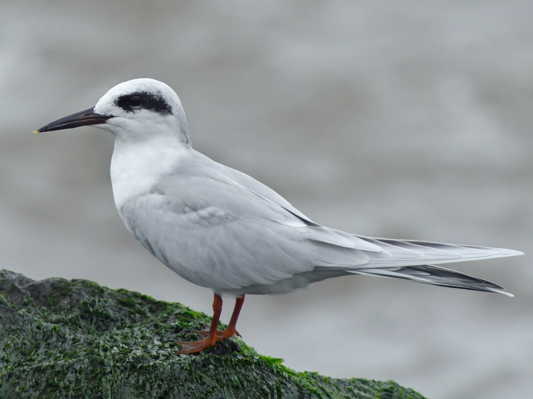 Forster's Tern - eBird