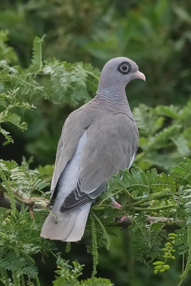 eBird Checklist - 16 Jul 2019 - Bubali Bird Sanctuary - 15 species