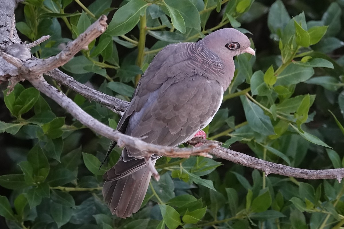 eBird Checklist - 18 Jul 2019 - Bubali Bird Sanctuary - 15 species