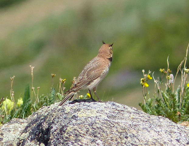eBird Checklist - 28 Jul 2019 - Mount Elbert area - 14 species (+1 ...