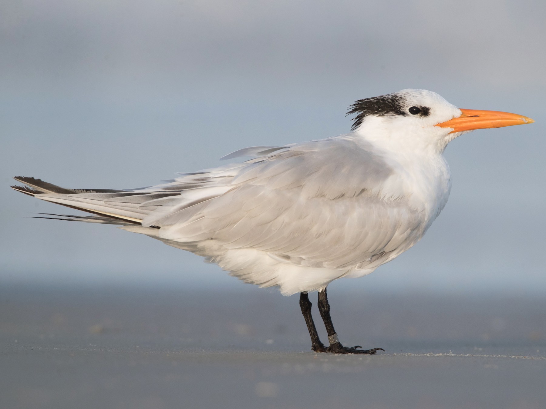 Royal Tern - eBird